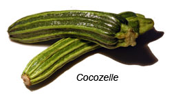 Cocozelle